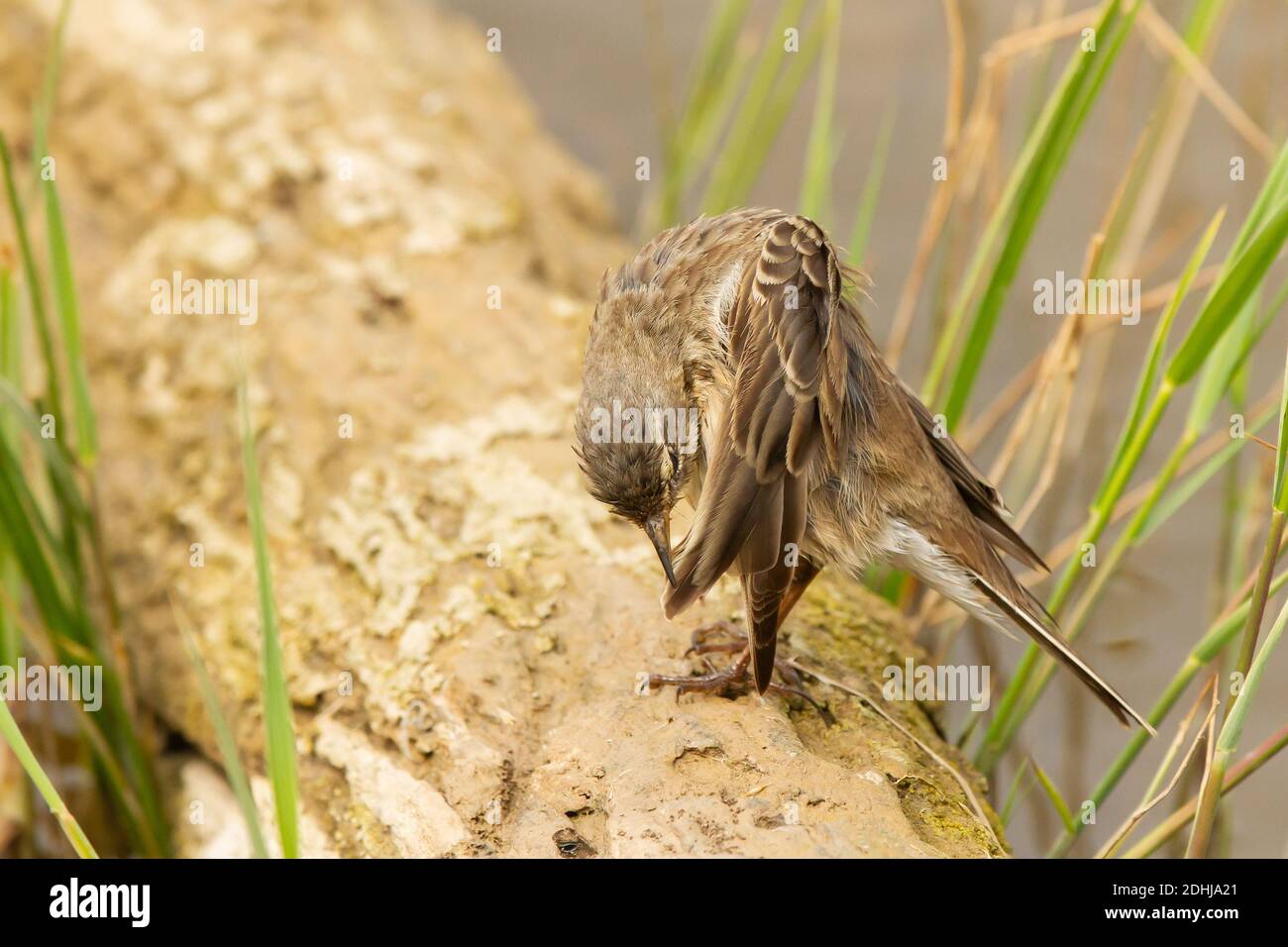 A selective focus shot of Anthus spinoletta or water pipit perched on a ...