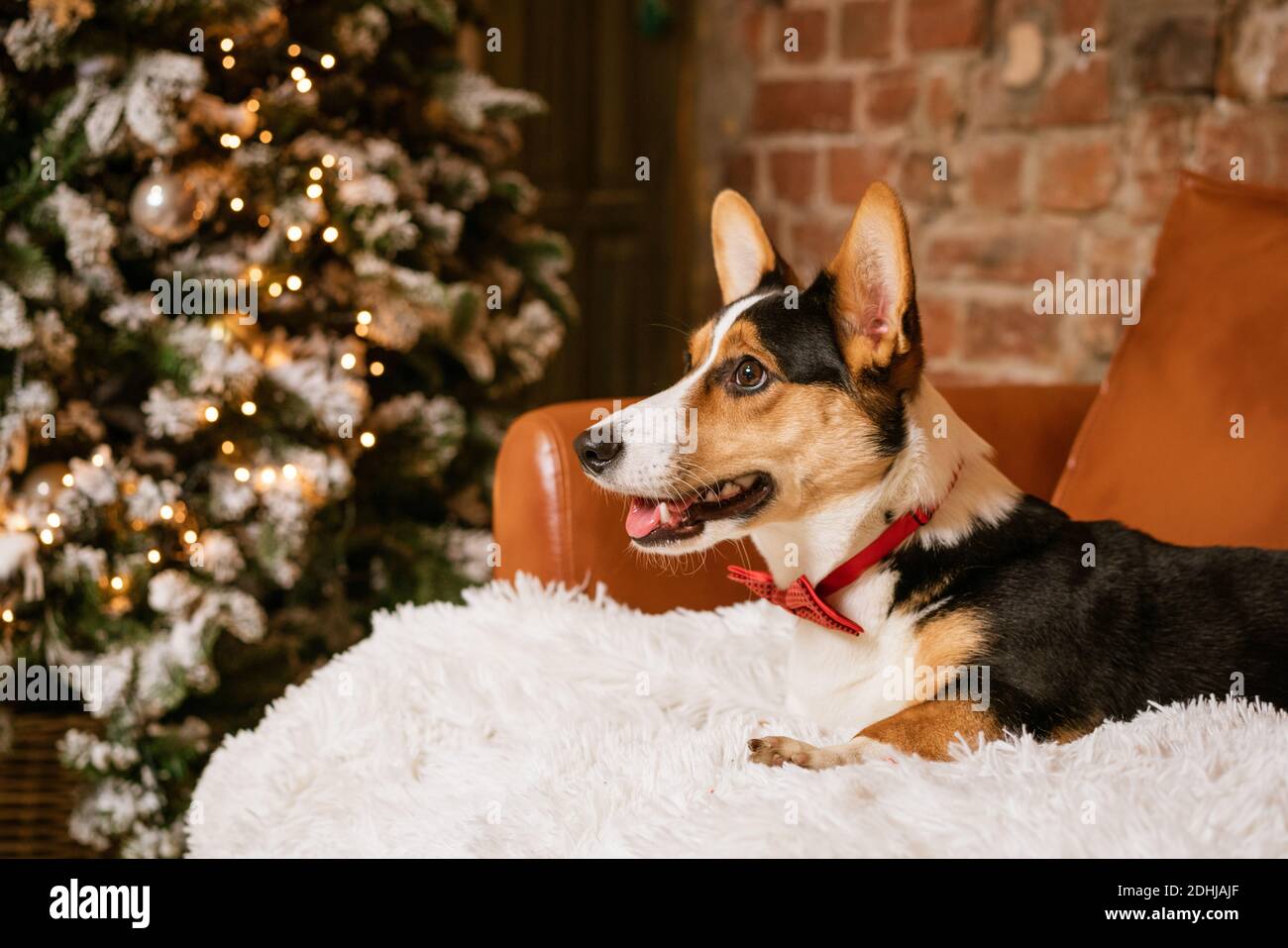 The brown-white-black dog Jorge lies on a white blanket against the ...