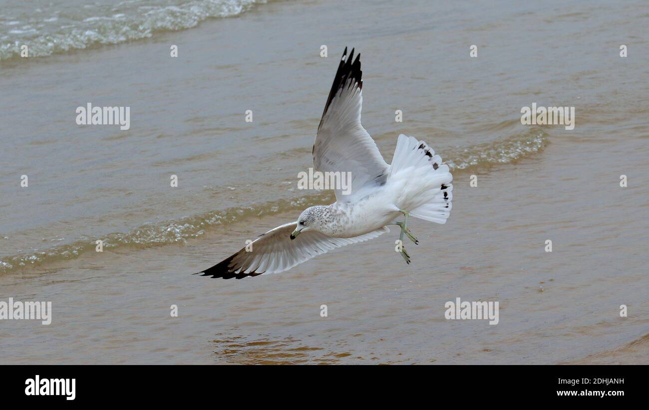 Closeup of a seagull gliding over lake water Stock Photo - Alamy