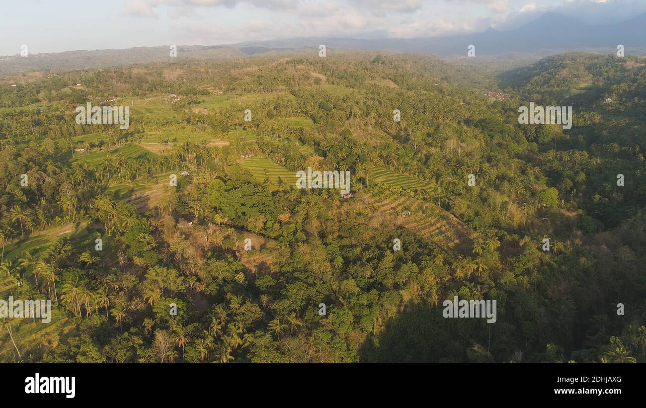 village among rice fields and terraces in Asia. aerial view farmland ...