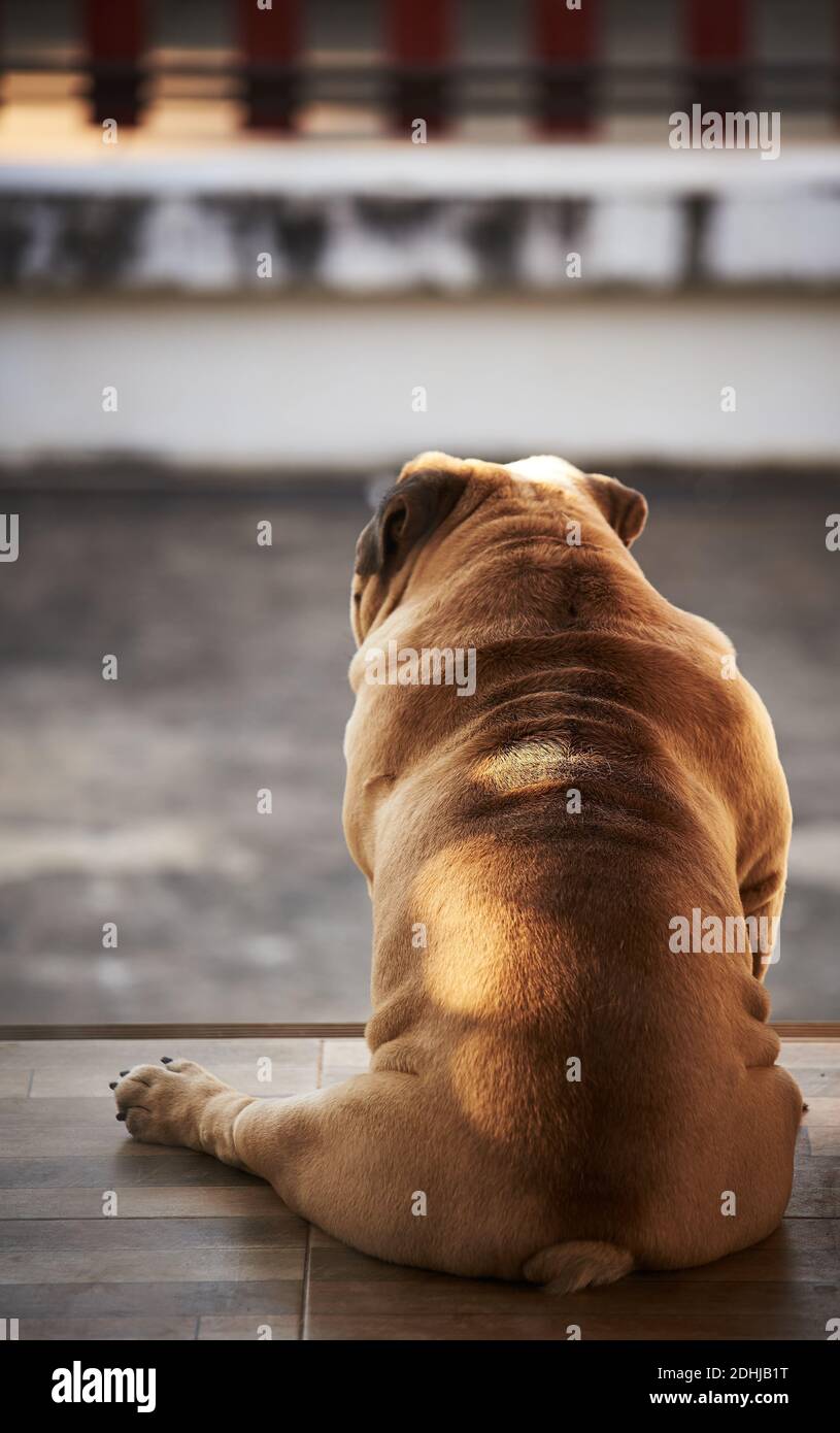 Bulldog alone hi-res stock photography and images - Alamy