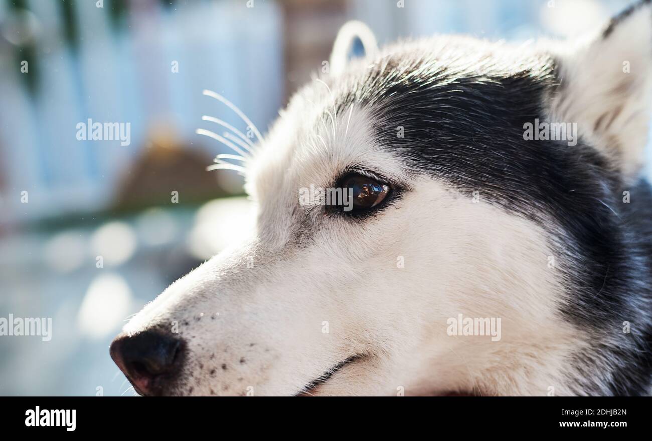Close-up face of Siberian husky Stock Photo - Alamy