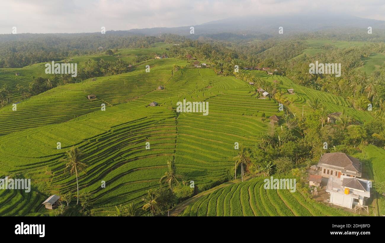 aerial view green rice terrace and agricultural land with crops ...
