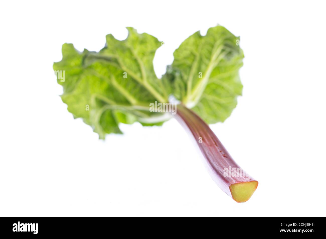 cutted rhubarb leaf isolated on white background Stock Photo - Alamy
