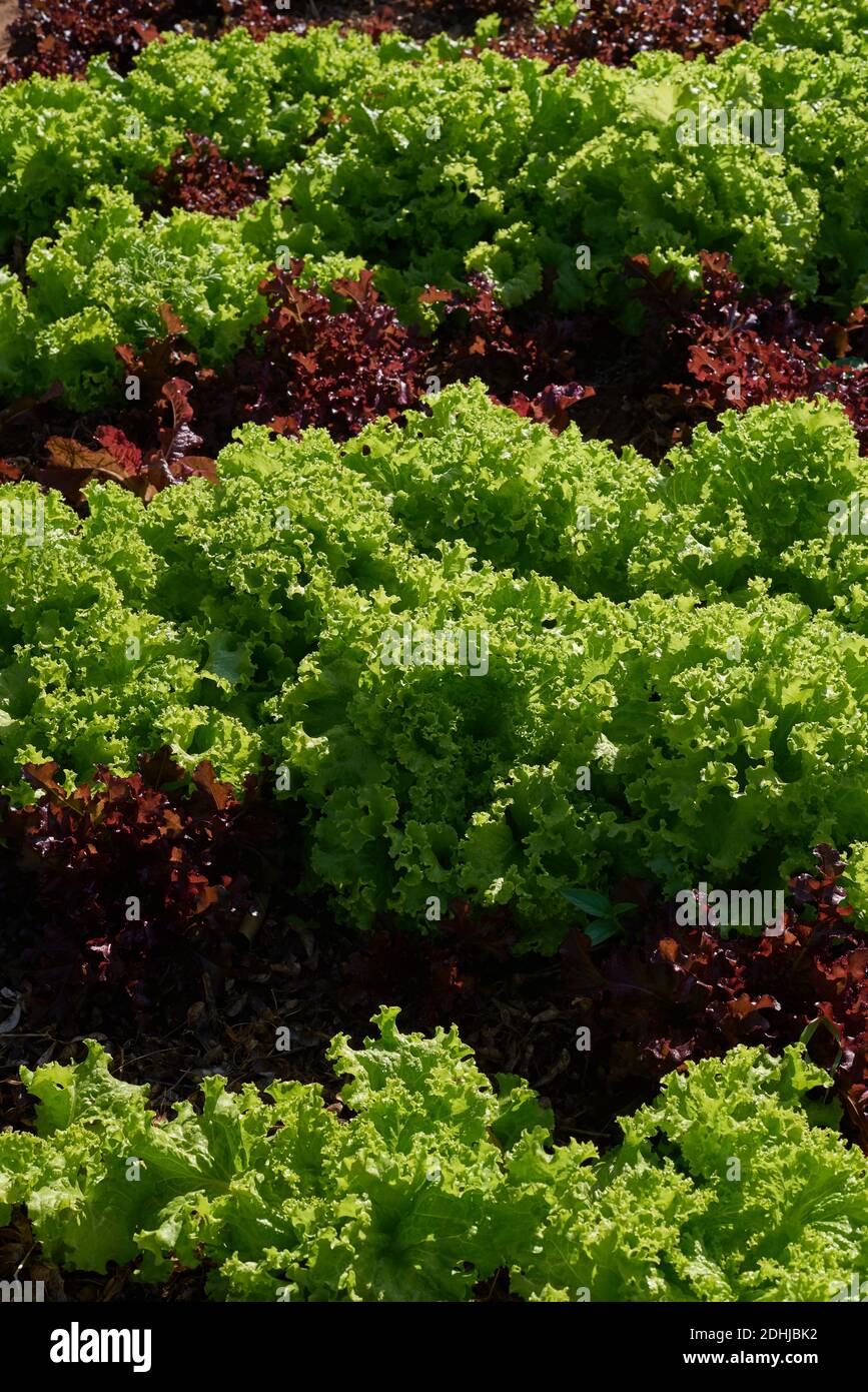 The lettuce in organic farm Stock Photo - Alamy
