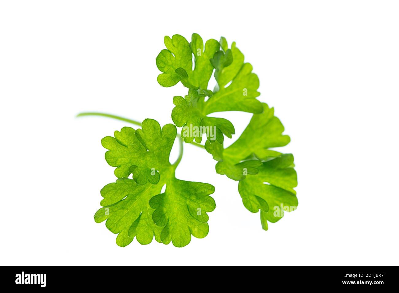 Single leaf parsley isolated on white background Stock Photo - Alamy
