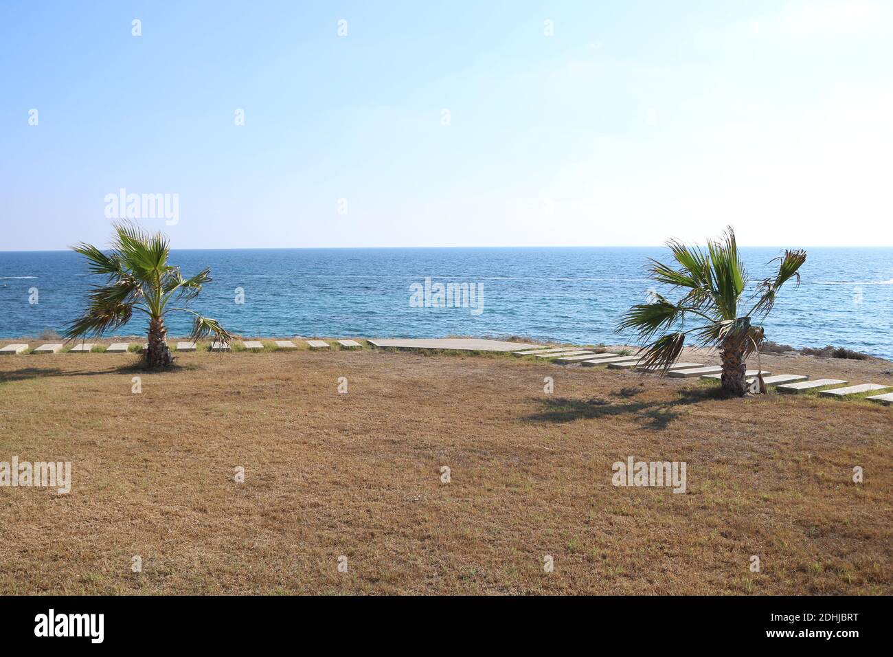 Two Palm Trees in Paphos Stock Photo - Alamy