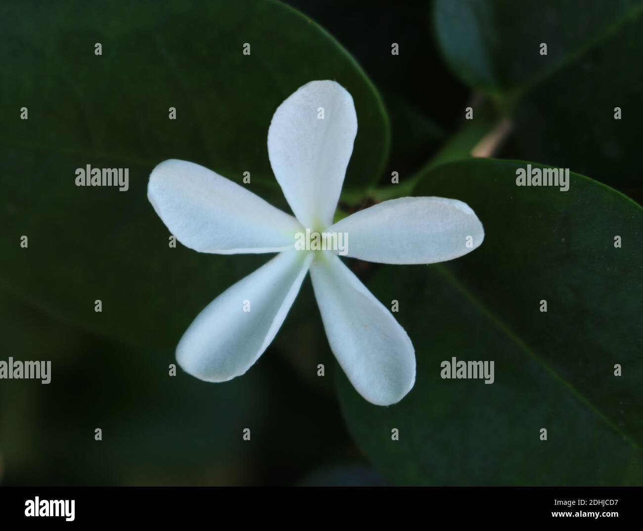 White Flower in bloom Stock Photo - Alamy