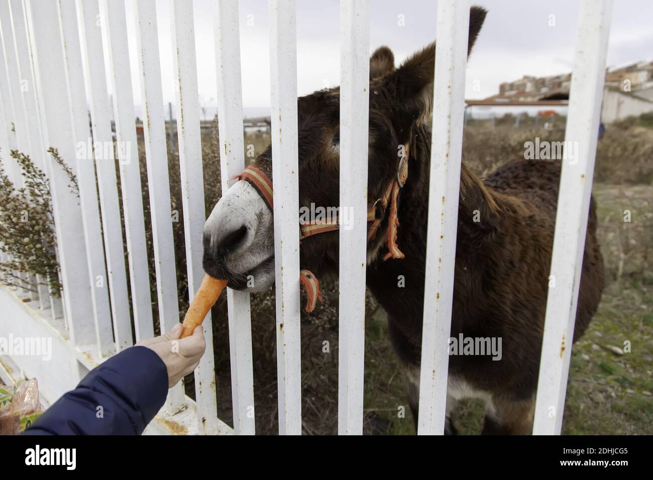 Mammal farm animal eating vegetables, animal feeding and care Stock ...