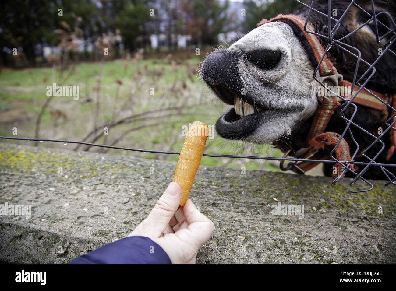 Mammal farm animal eating vegetables, animal feeding and care Stock ...