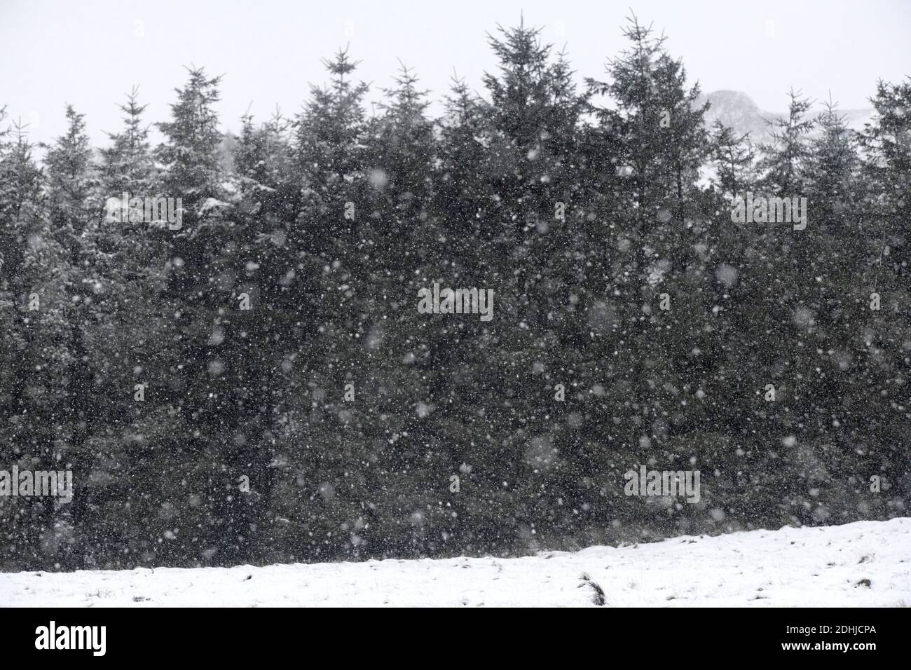 Pictured is a snowy scene in the Yorkshire Dales above Hawes. weather ...