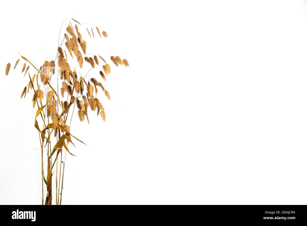 Chasmanthium latifolium or wood oats isolated on white background with ...