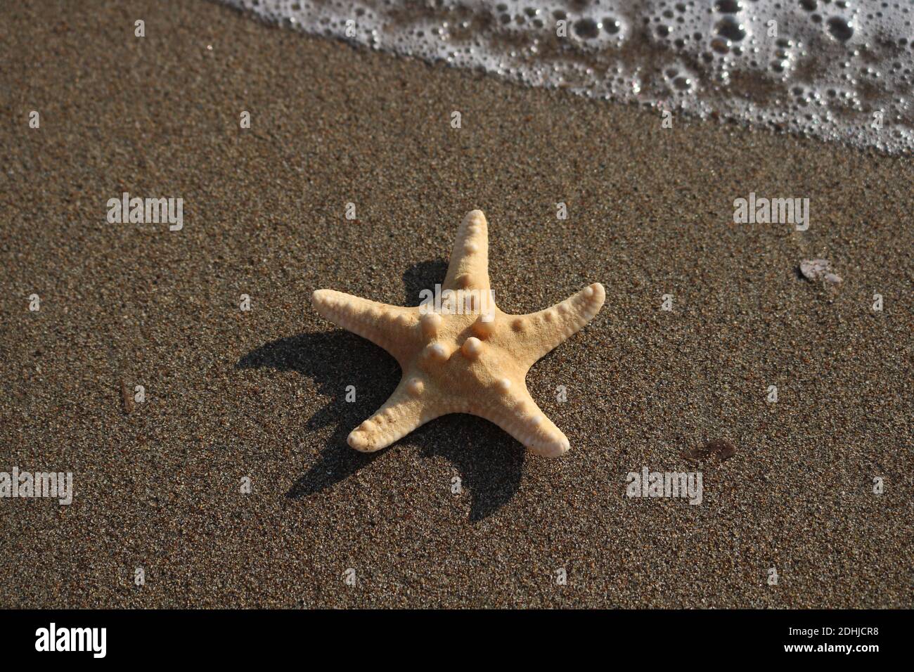 Starfish on a beach by the waves Stock Photo - Alamy