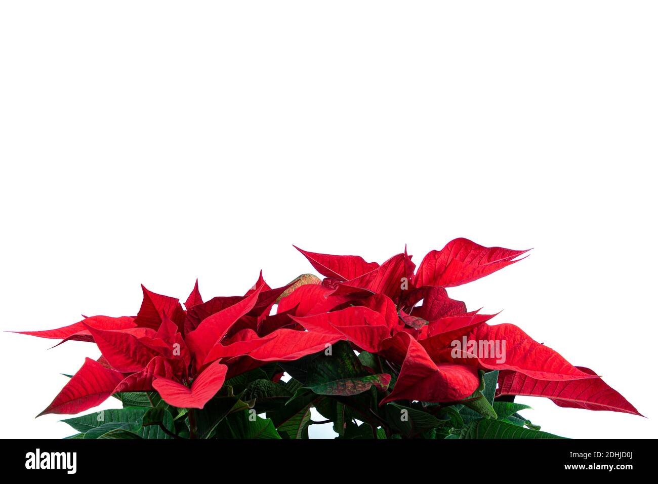 Poinsettia plant isolated on white background with copy space Stock ...