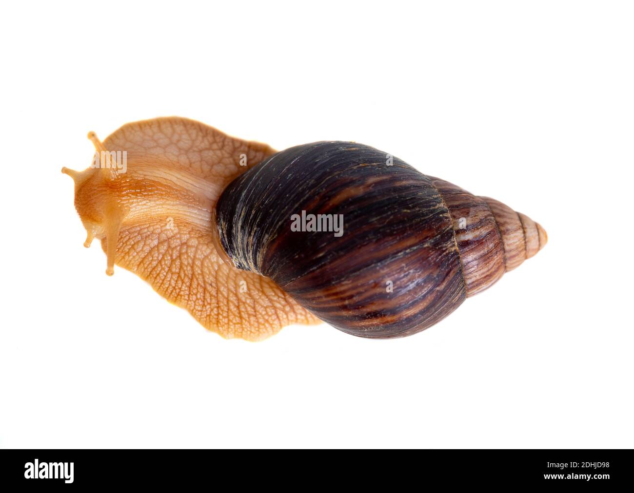 One big snail isolated on white background Stock Photo - Alamy