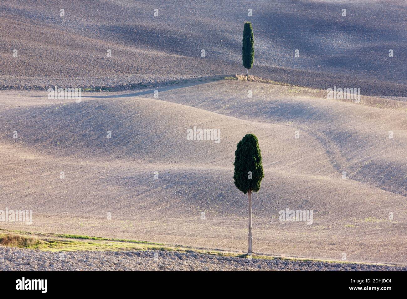 Trees in rural farming landscape Stock Photo - Alamy