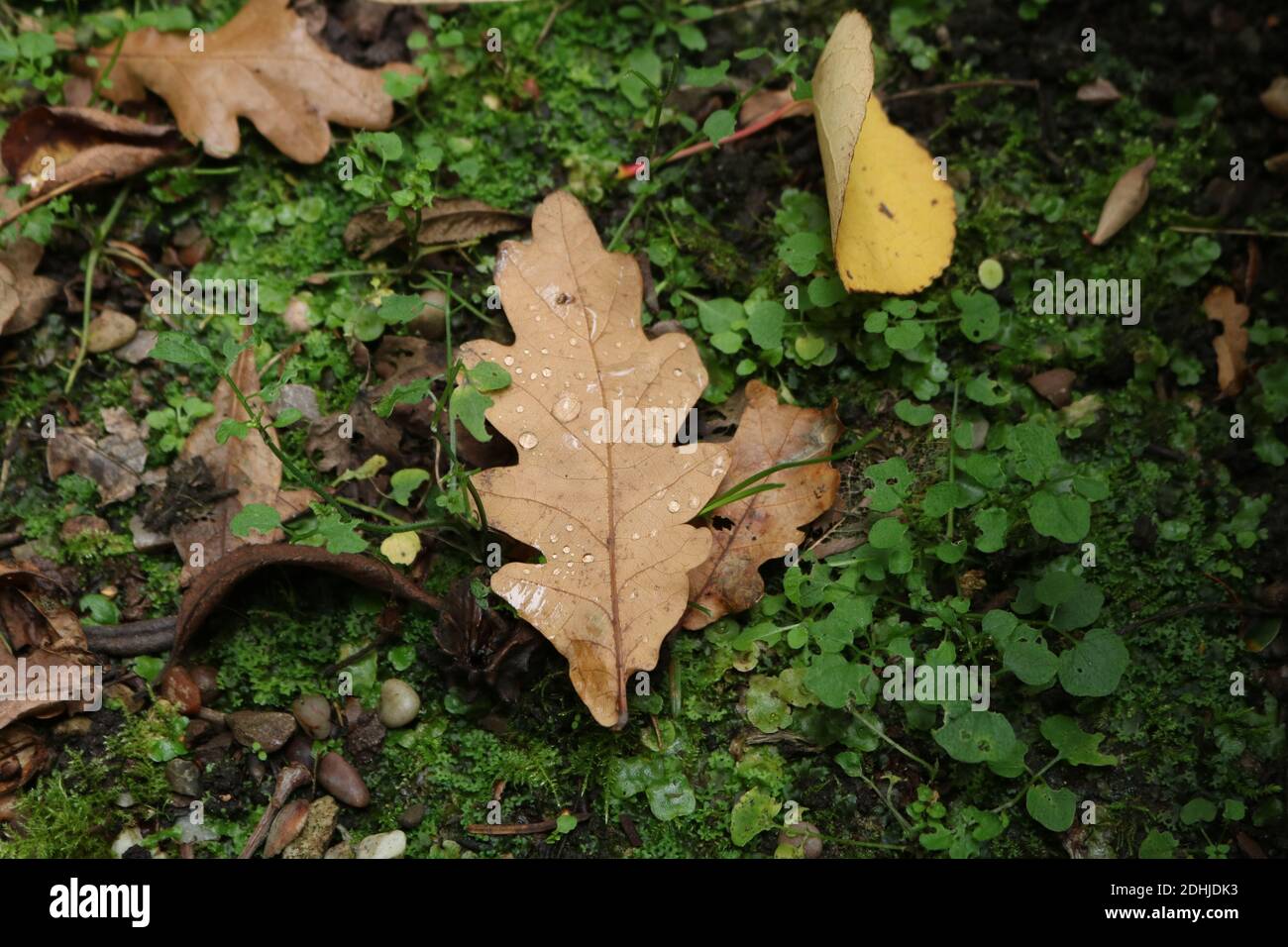 Decaying leaf hi-res stock photography and images - Alamy