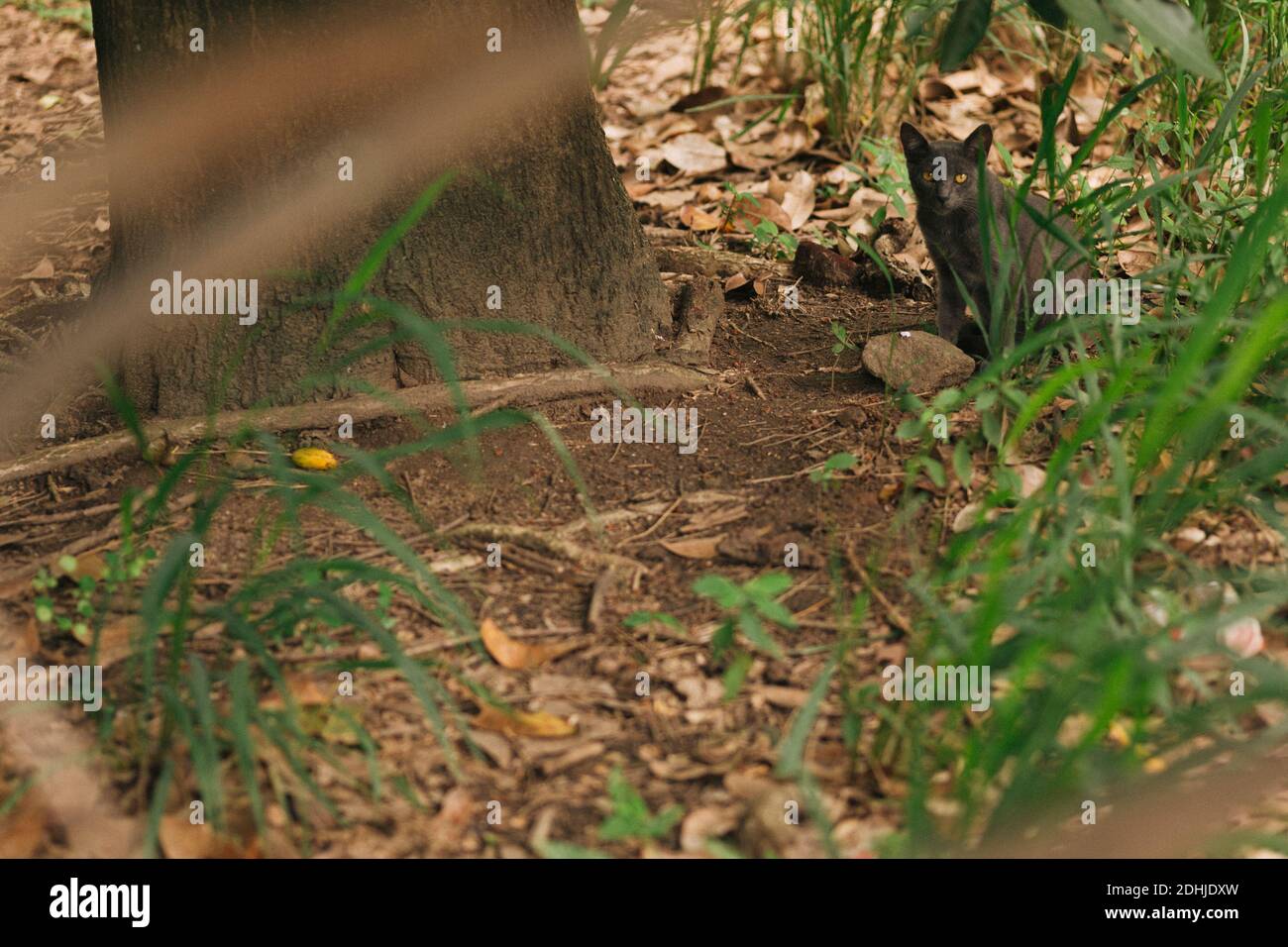 An eye-level shot of a hidden cute cat sitting on a forest ground Stock ...