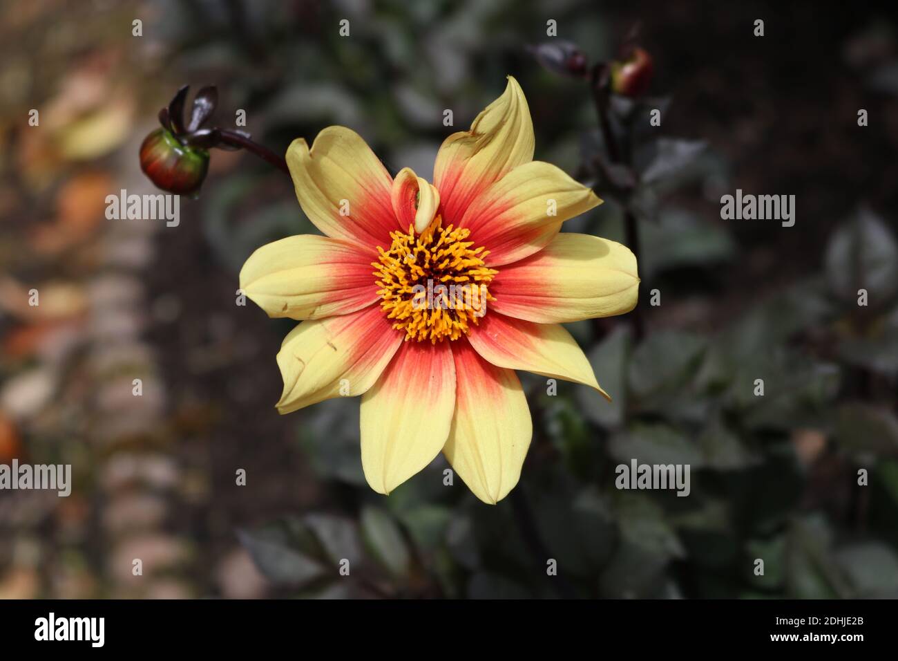 Red and Yellow flower in bloom Stock Photo - Alamy