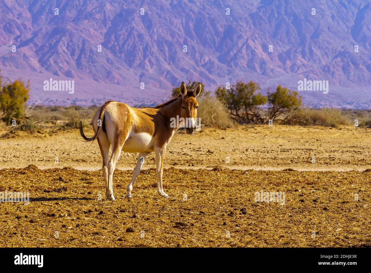Onager (hemione or Asiatic wild ass), in the Yotvata Hai-Bar Nature ...