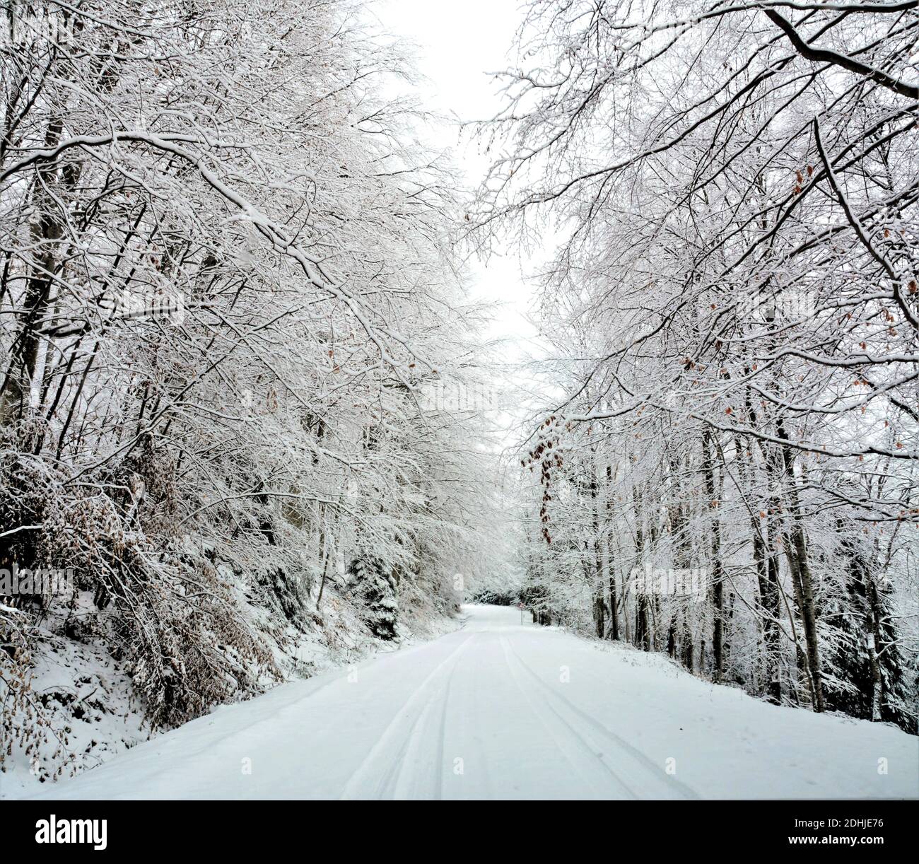 A road covered in snow through winter park Stock Photo - Alamy