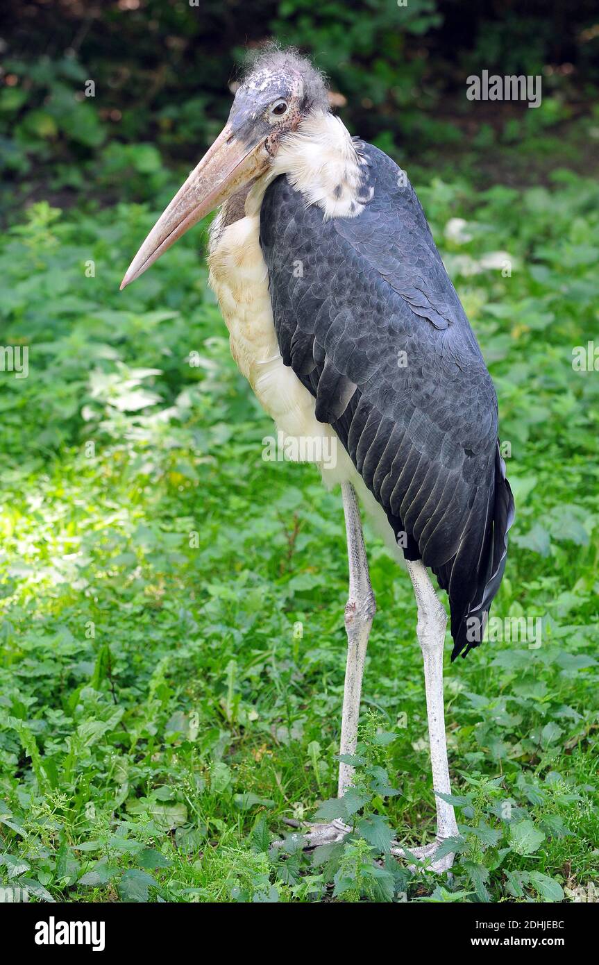 Marabout dafrique hi-res stock photography and images - Alamy