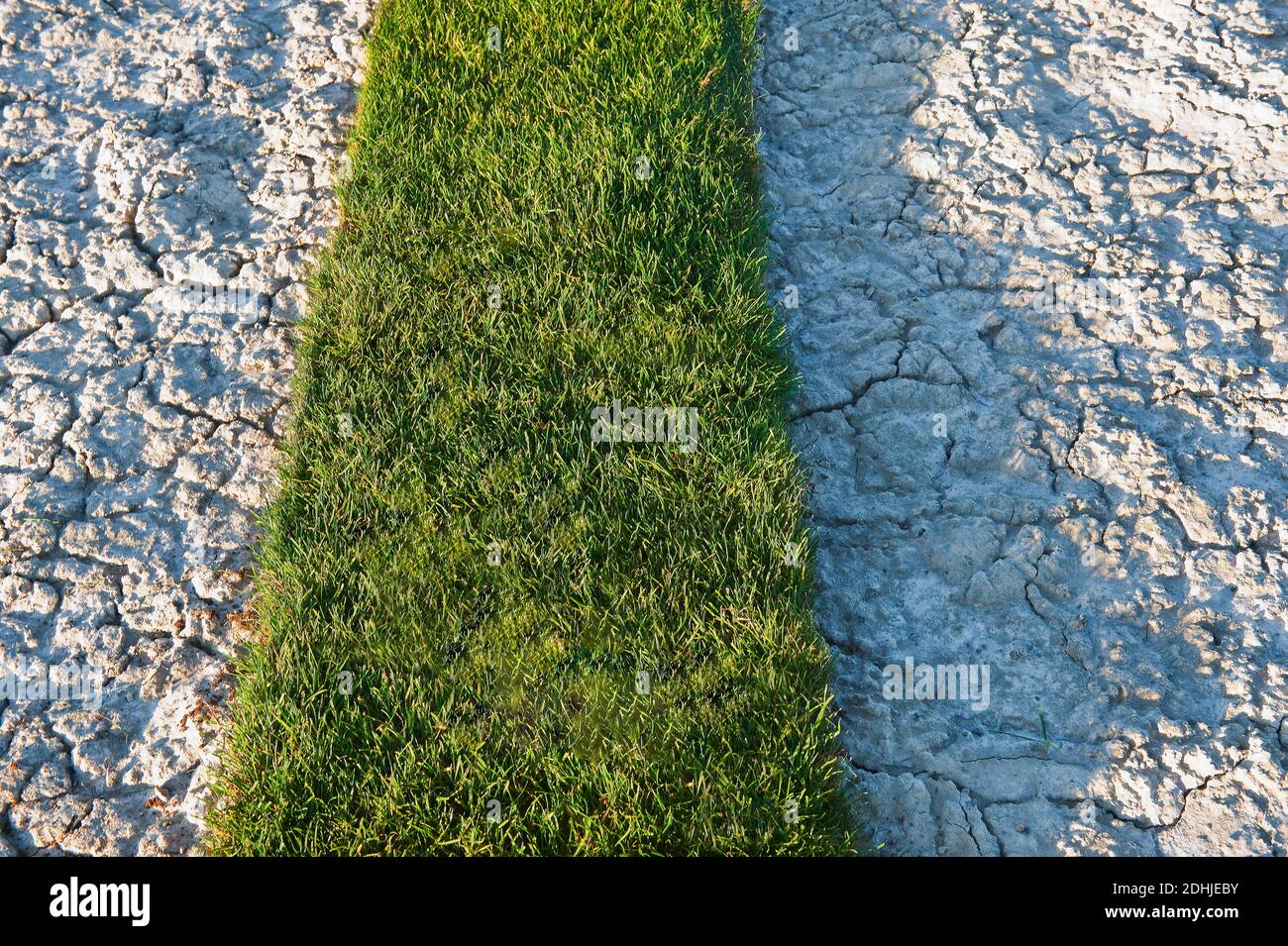 Strip of turf on salt flat Stock Photo - Alamy