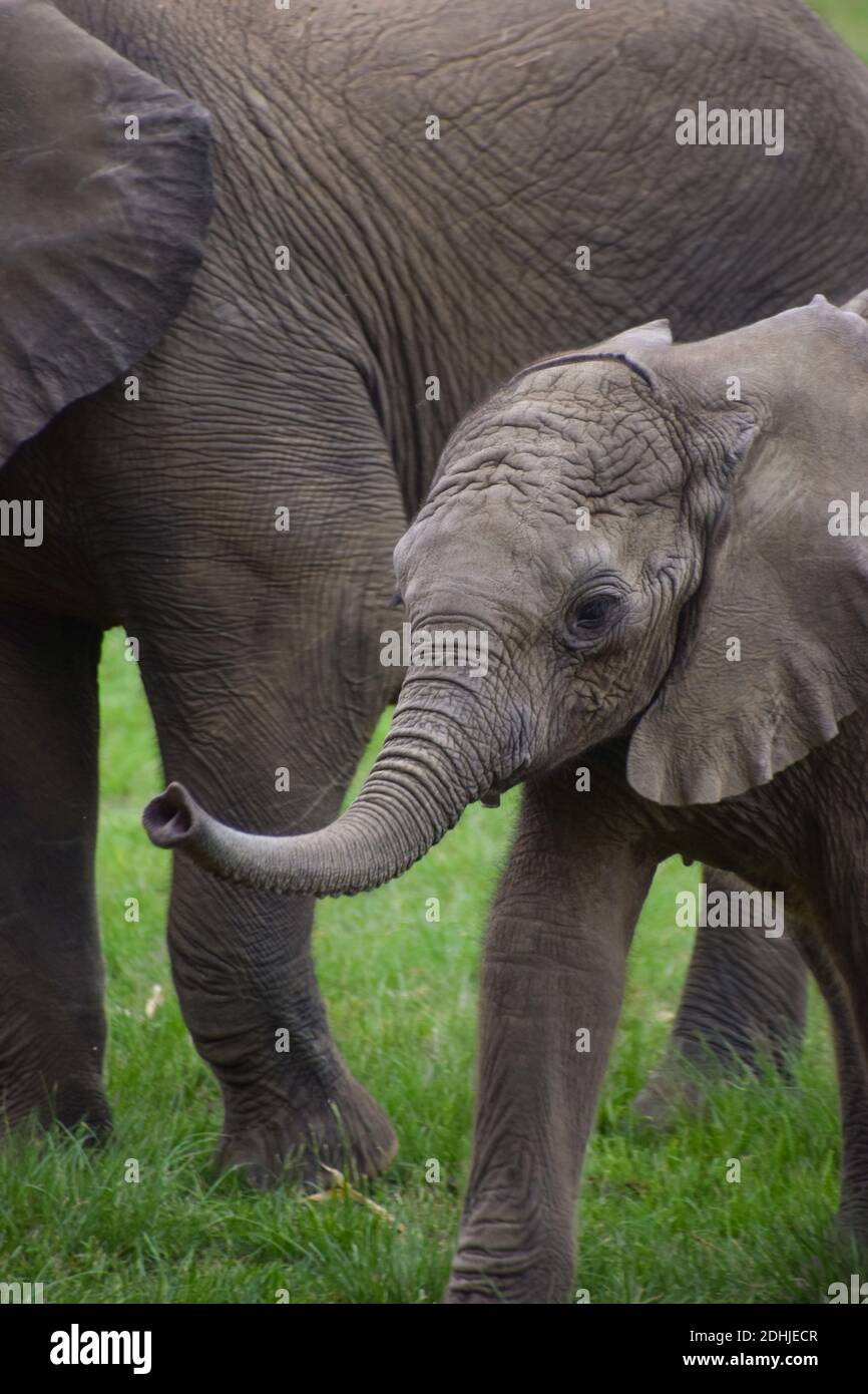 A rescued baby elephant in a wildlife sanctuary in Zimbabwe Stock Photo ...