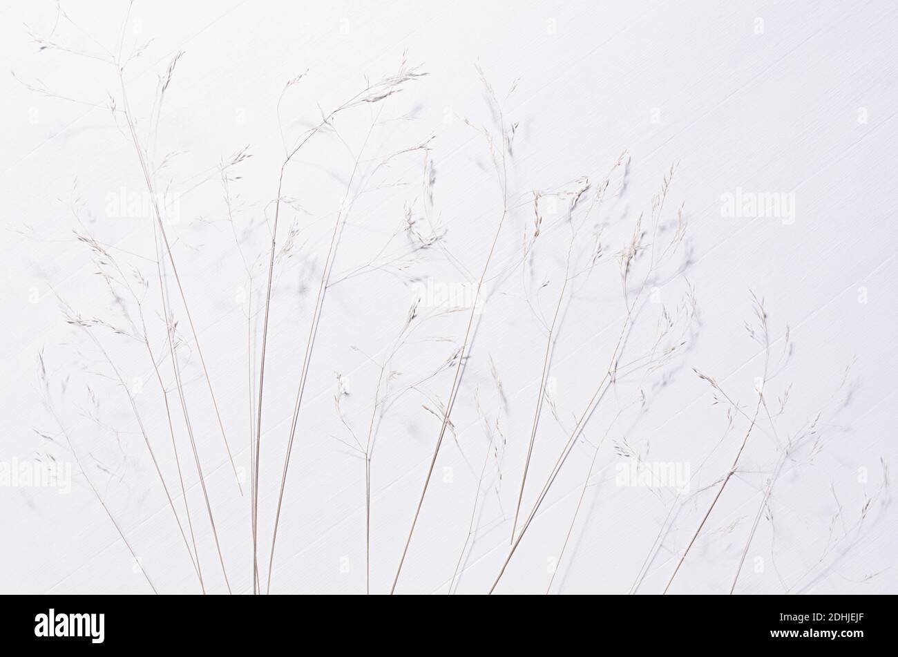 Elegant fracile dry fluffy grass straw on white wood board, top view ...