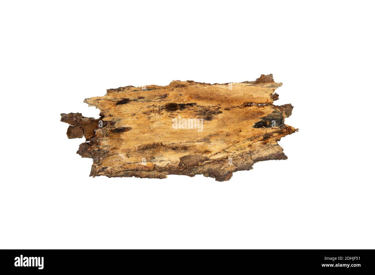 Grey texture tree bark Cut Out Stock Images & Pictures - Alamy