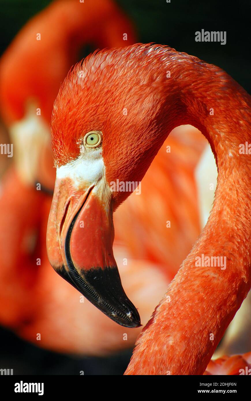 American flamingo, Caribbean flamingo, Kubaflamingo, Flamant des ...