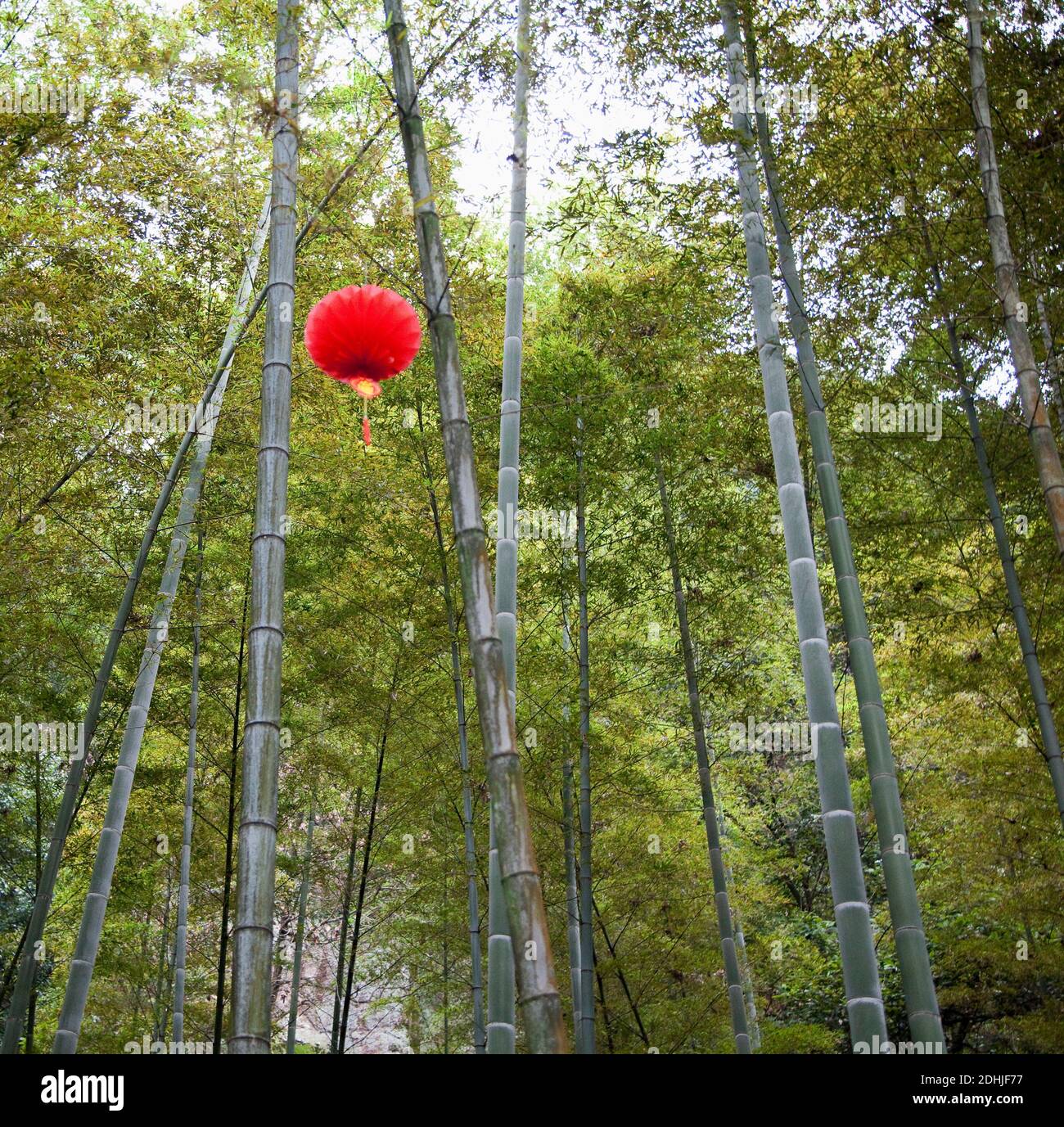 Paper lantern hanging from bamboo trees Stock Photo - Alamy