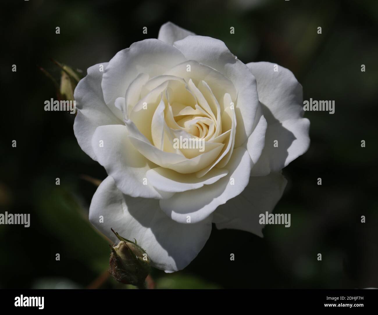 White Rose in bloom Stock Photo - Alamy