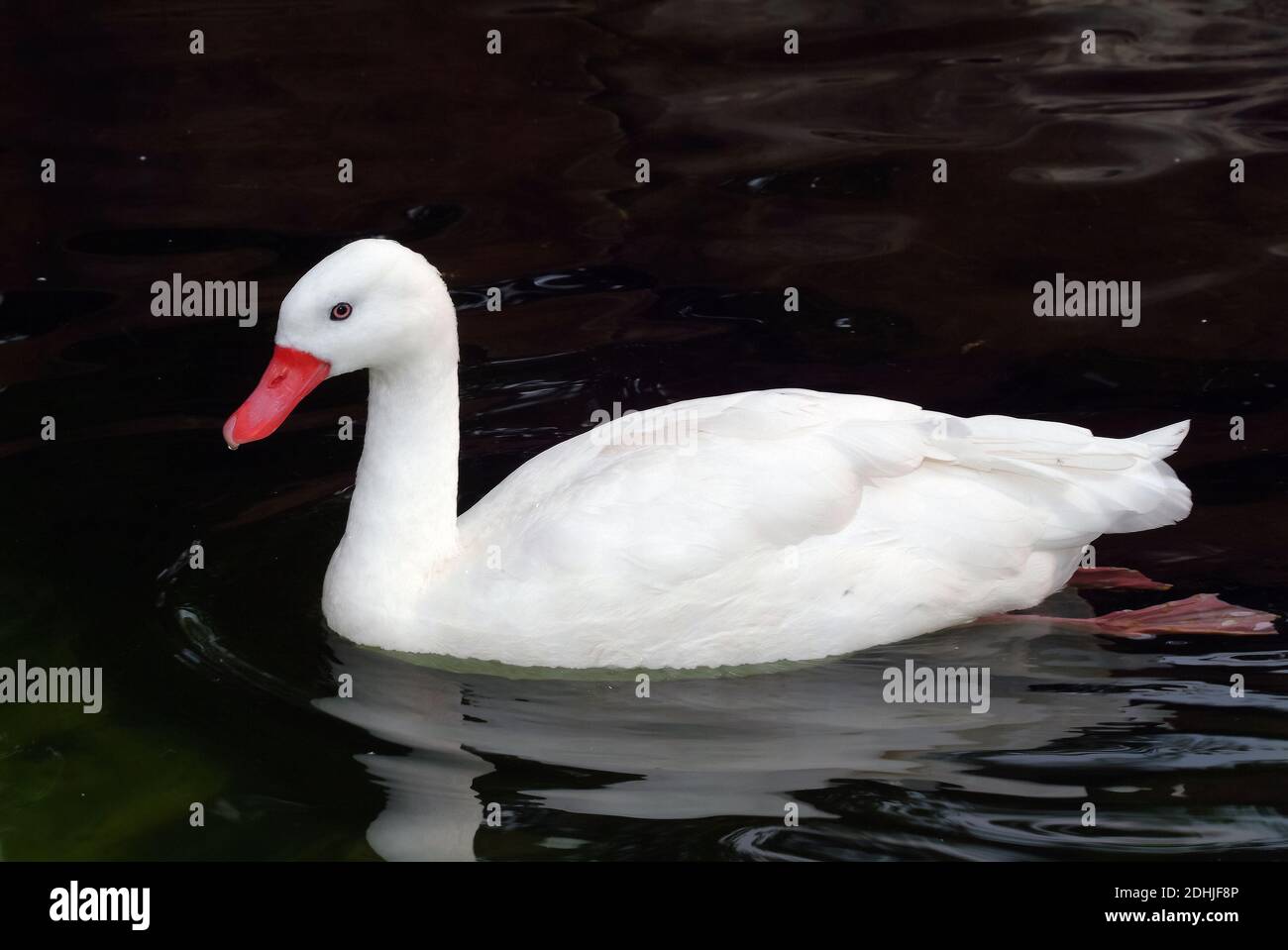 Coscoroba swan, Coscorobaschwan, Coscoroba coscoroba, koszkoróbahattyú ...