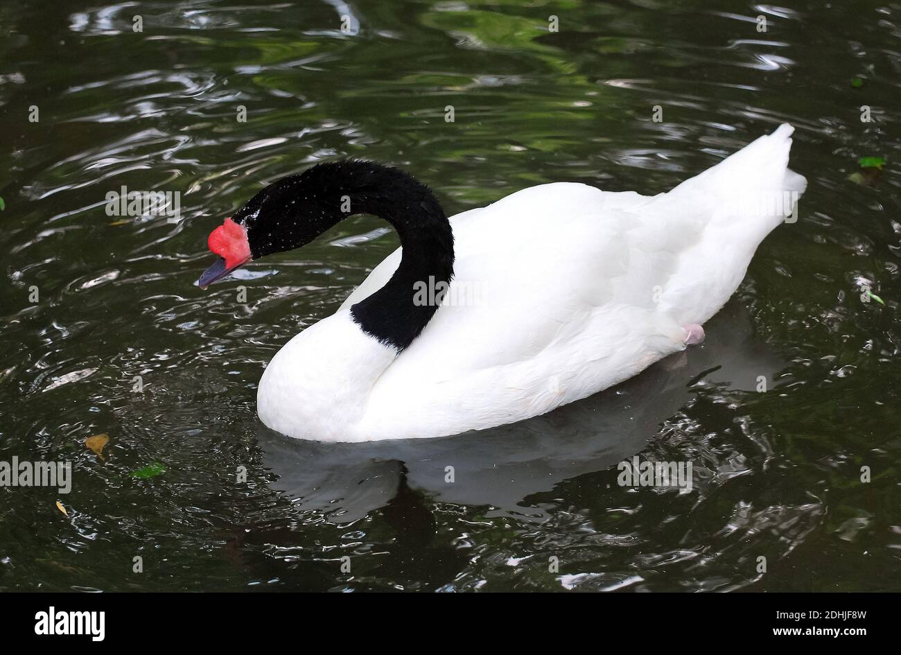Black-necked swan, Schwarzhalsschwan, Cygne à cou noir, Cygnus melancoryphus, feketenyakú hattyú ...