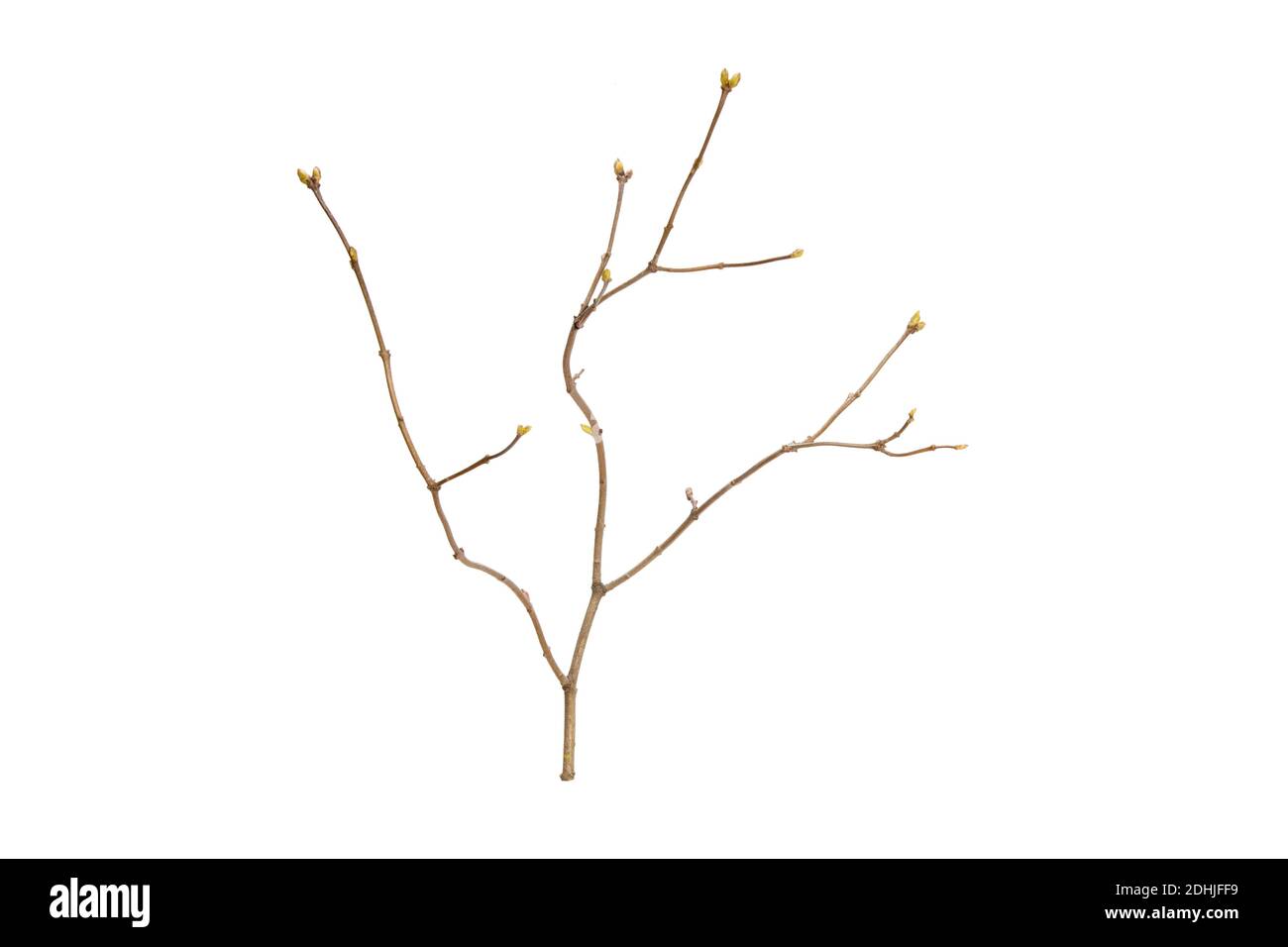 tree branch without leaves isolated on white Stock Photo - Alamy