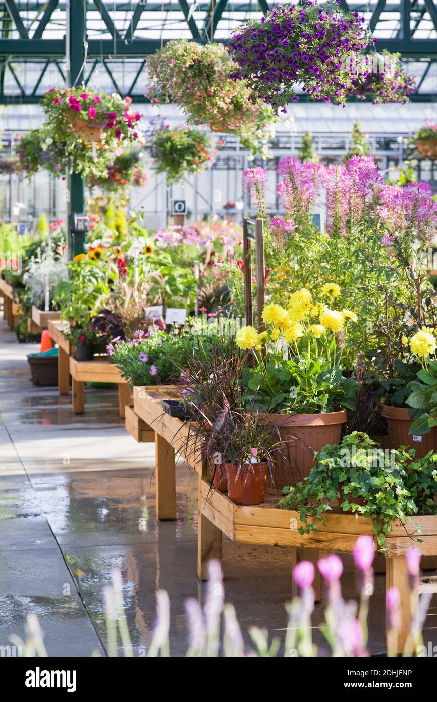 Greenhouse display with potted plants and hanging baskets over hanging ...