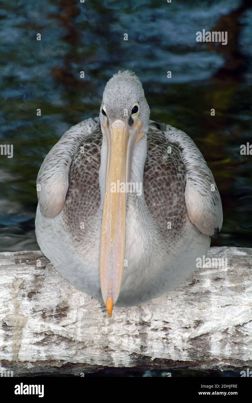Spot-billed pelican, grey pelican, Graupelikan, Pélican à bec tacheté ...