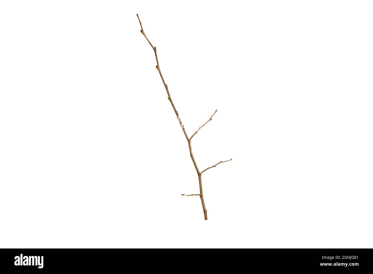 tree branch without leaves isolated on white Stock Photo - Alamy
