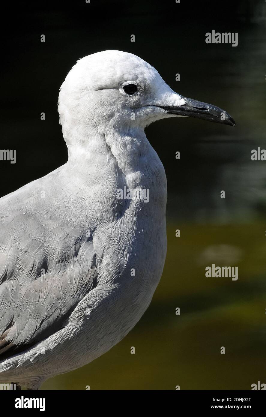 Grey gull, garuma gull, Graumöwe, Leucophaeus modestus, szürke sirály ...