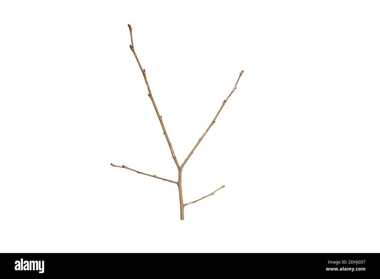 tree branch without leaves isolated on white Stock Photo - Alamy