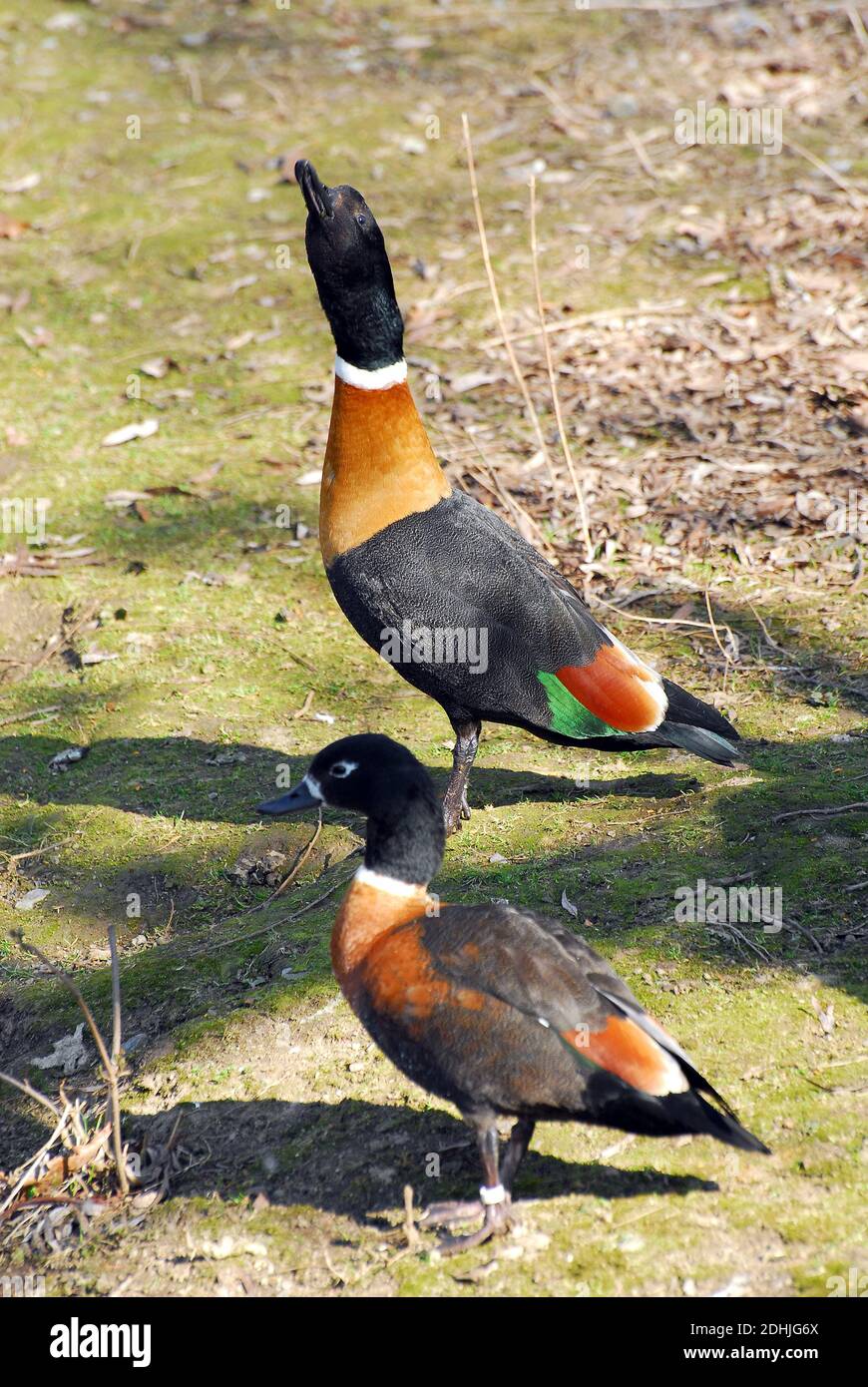 Australian shelduck, chestnut-breasted shelduck or mountain duck, Australische Kasarka, Tadorne ...
