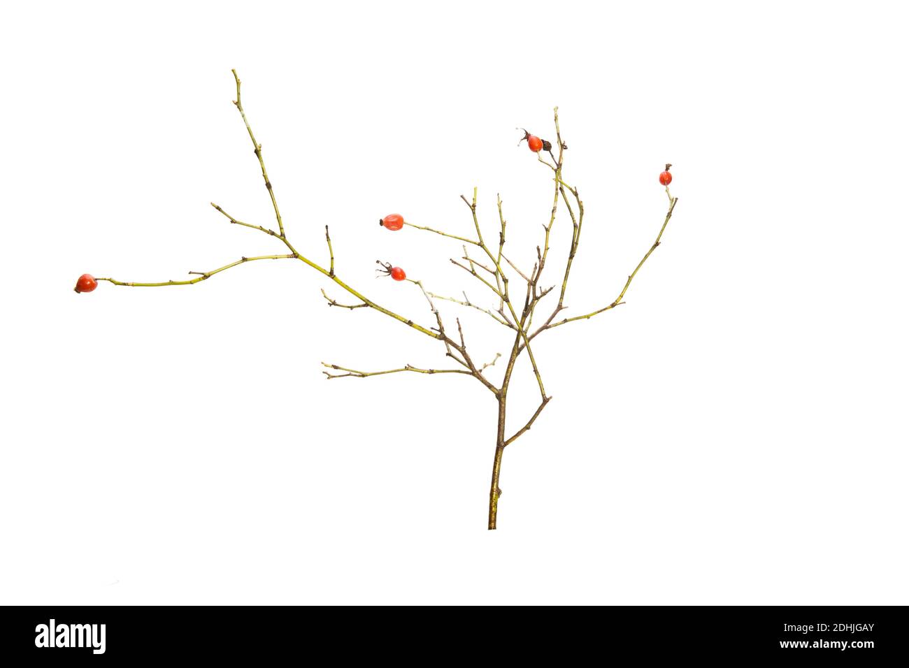 tree branch without leaves isolated on white Stock Photo - Alamy