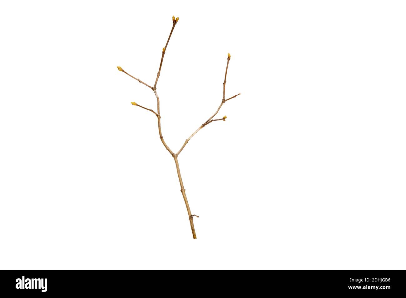 tree branch without leaves isolated on white Stock Photo - Alamy