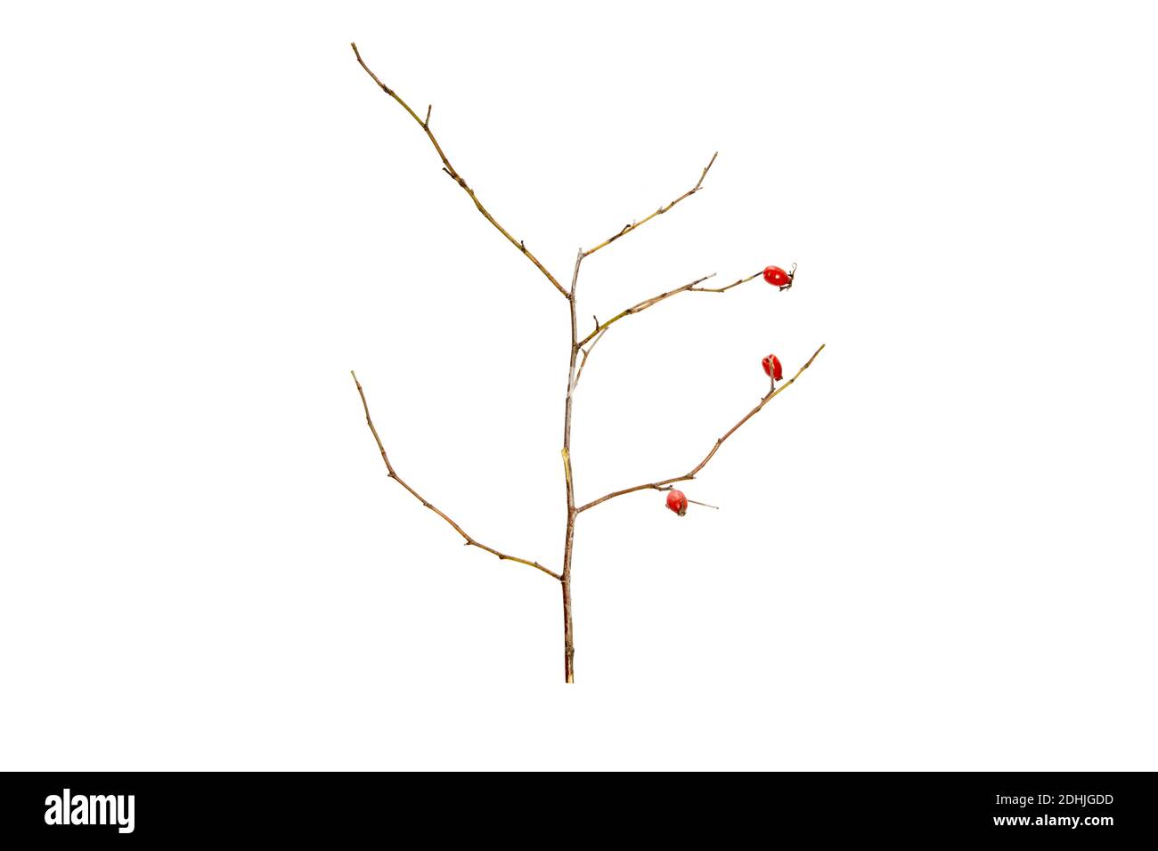 tree branch without leaves isolated on white Stock Photo - Alamy