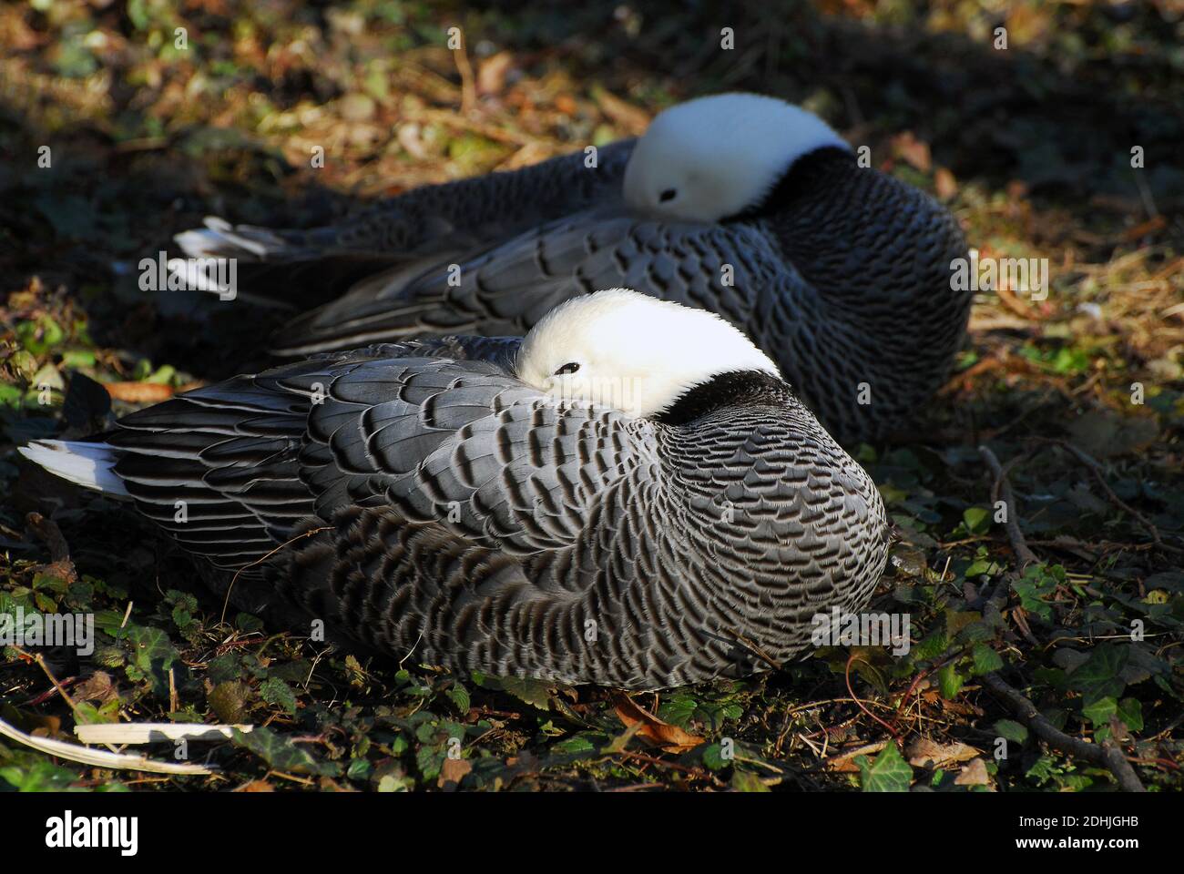Emperor goose, painted goose, Kaisergans, Chen canagica, császárlúd ...