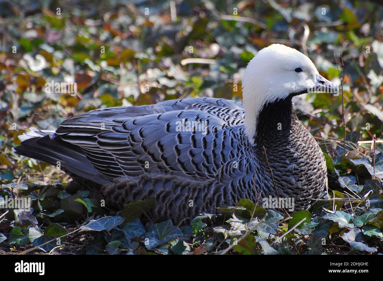 Emperor goose chen canagica hi-res stock photography and images - Alamy