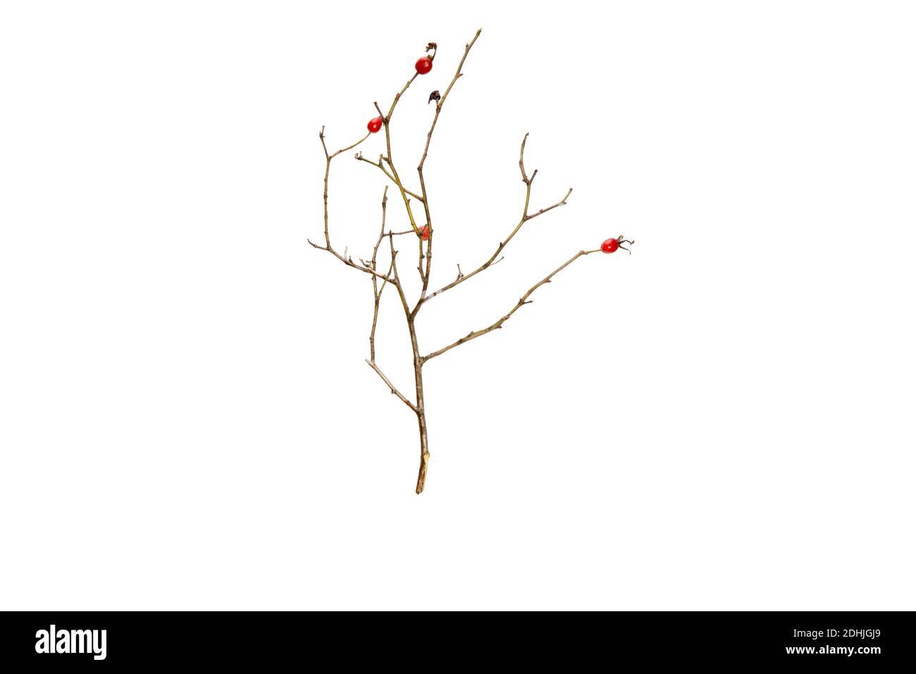 tree branch without leaves isolated on white Stock Photo - Alamy