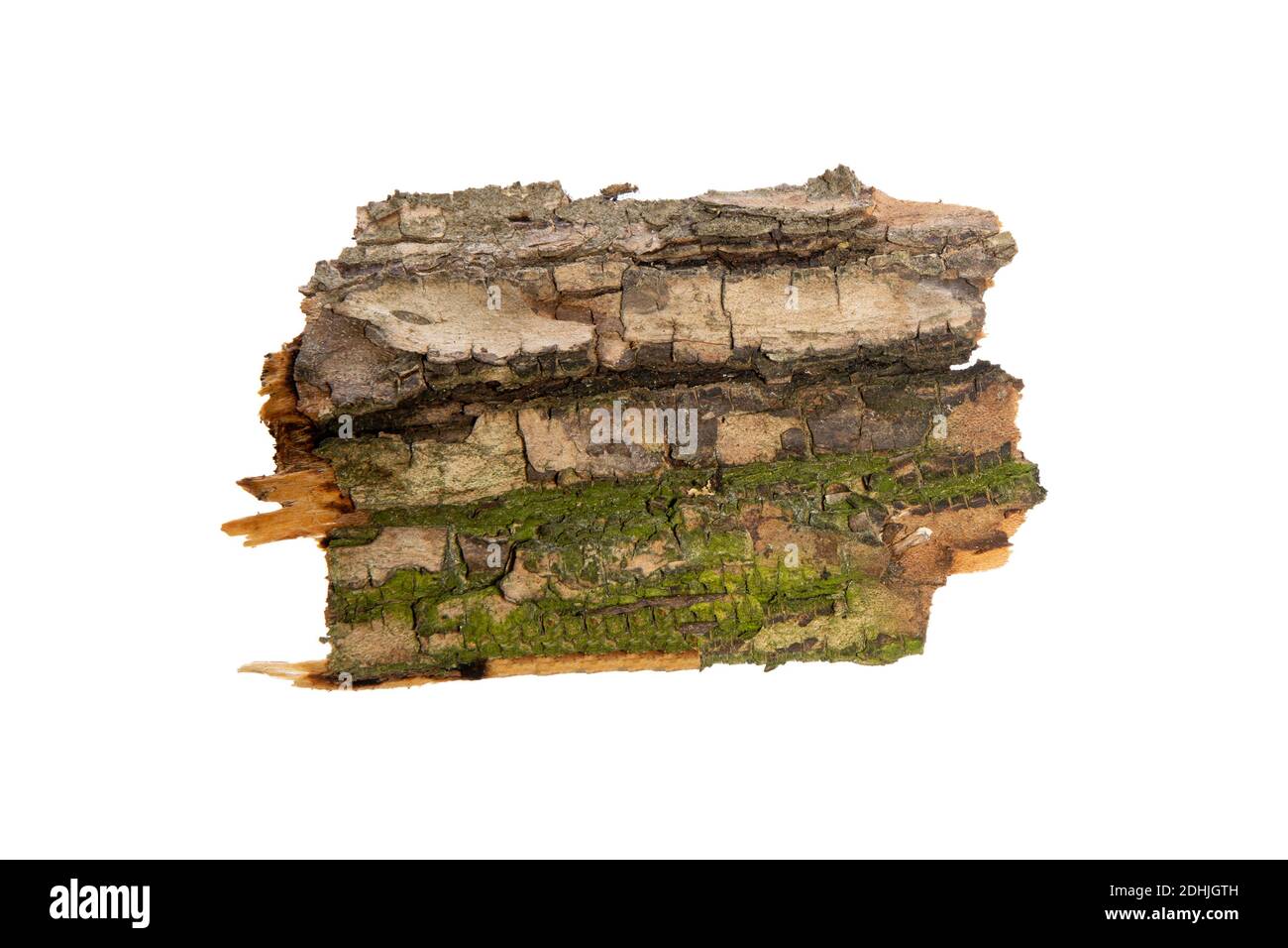 Grey texture tree bark Cut Out Stock Images & Pictures - Alamy