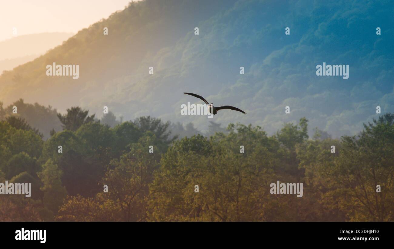 Smoky mountain bird hi-res stock photography and images - Alamy